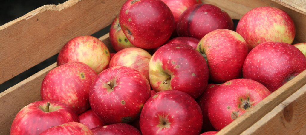 Streuobstbörse: Alte Obstsorten entdecken – Nachrichten am Ort