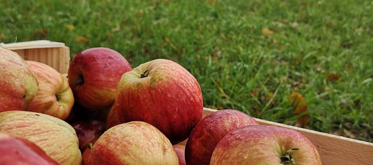 Höhere Wertschöpfung für Streuobst aus dem Bamberger Land – Nachrichten ...